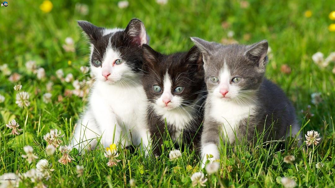 SantaBanta Wallpapers Cats