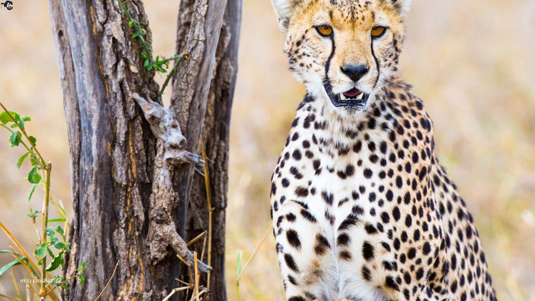 SantaBanta Wallpapers Cheetah