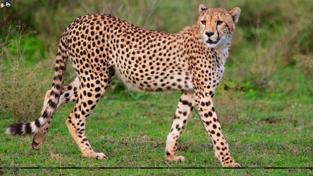 SantaBanta Wallpapers Cheetah