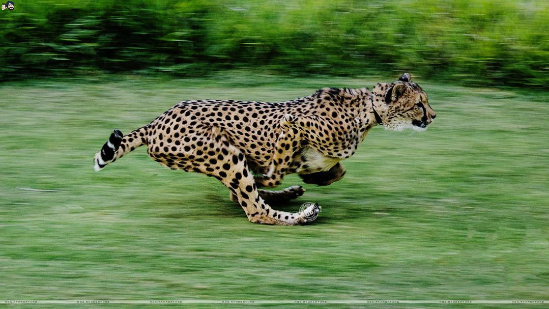 SantaBanta Wallpapers Leopards