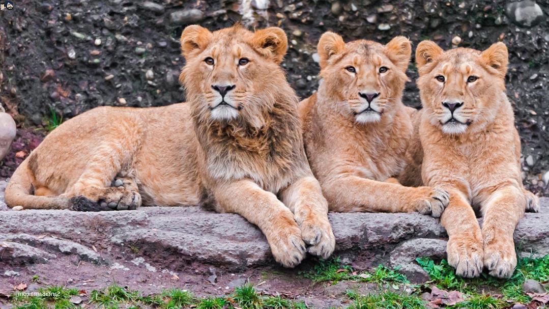 SantaBanta Wallpapers Lions