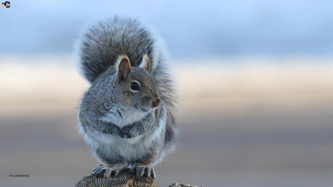 SantaBanta Wallpapers Squirrel