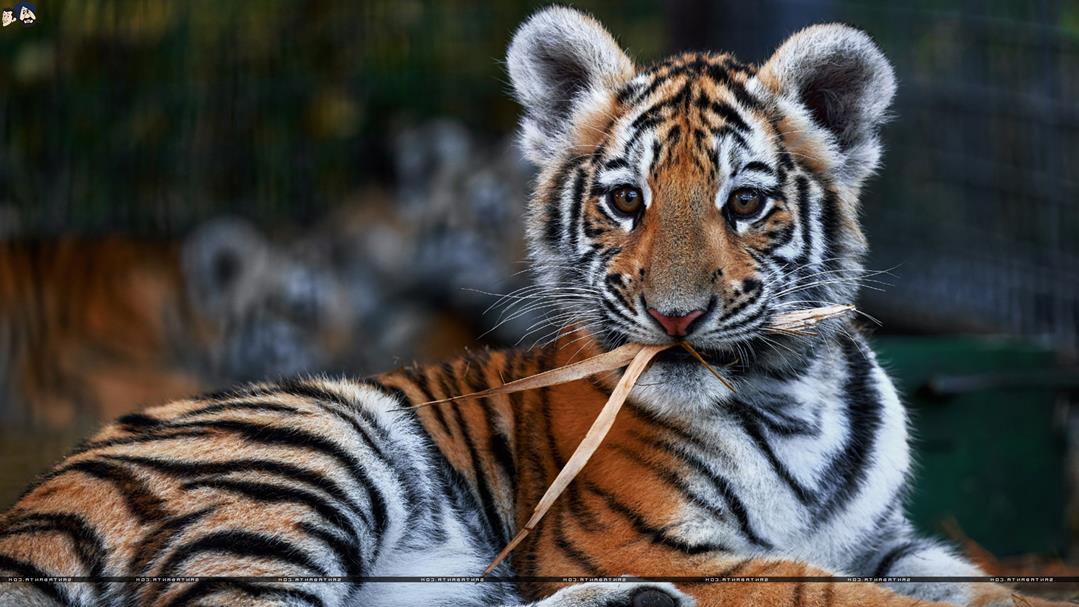 SantaBanta Wallpapers Tigers