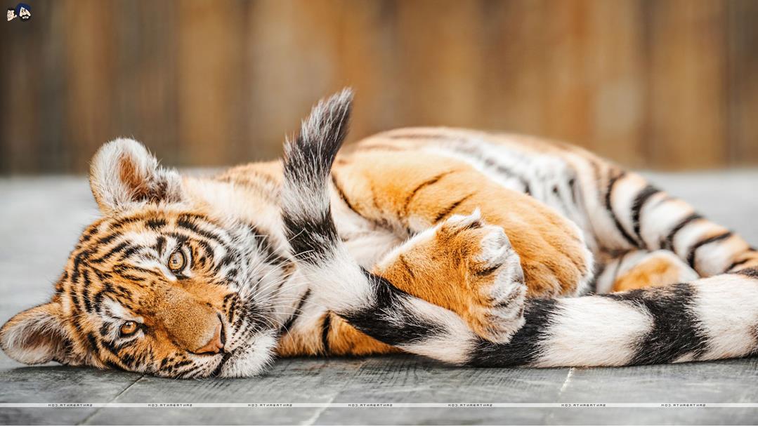 SantaBanta Wallpapers Tigers