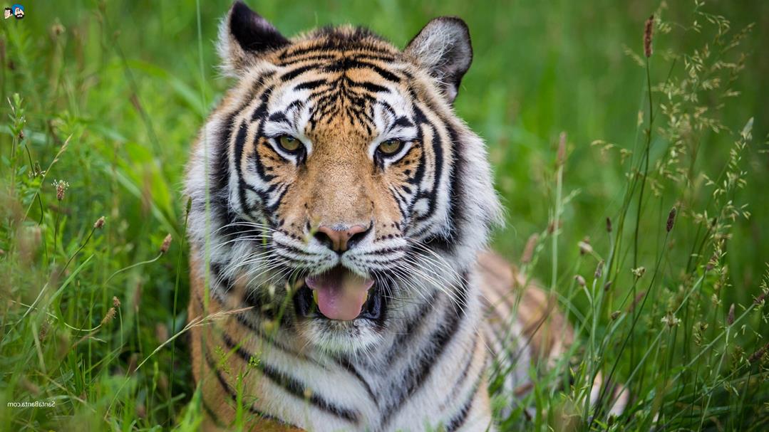 SantaBanta Wallpapers Tigers