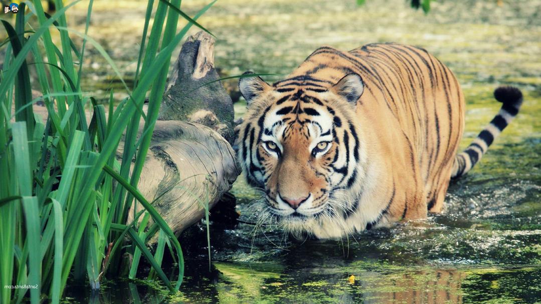 SantaBanta Wallpapers Tigers